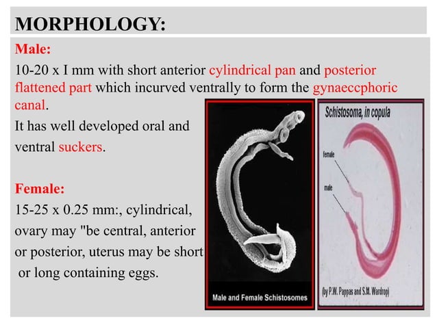 Short Overview of HELMINTHS(Microbiology) | PPT