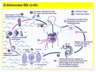 Short Overview of HELMINTHS(Microbiology) | PPT