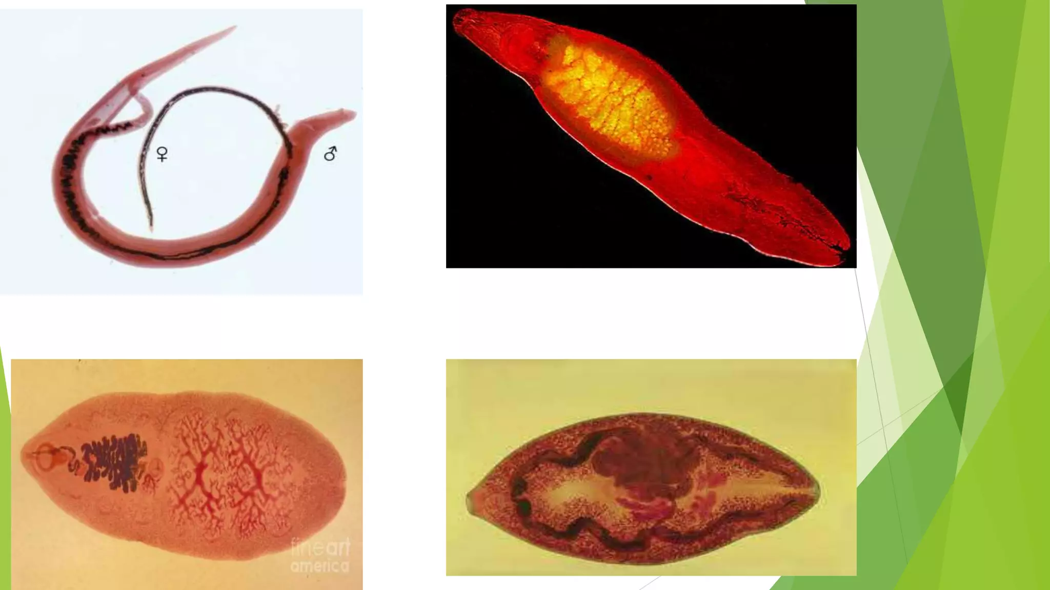 Helminthiasis | PPTX
