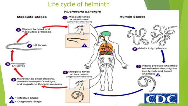 Helminthiasis | PPTX | Digestive Disorders | Diseases and Conditions