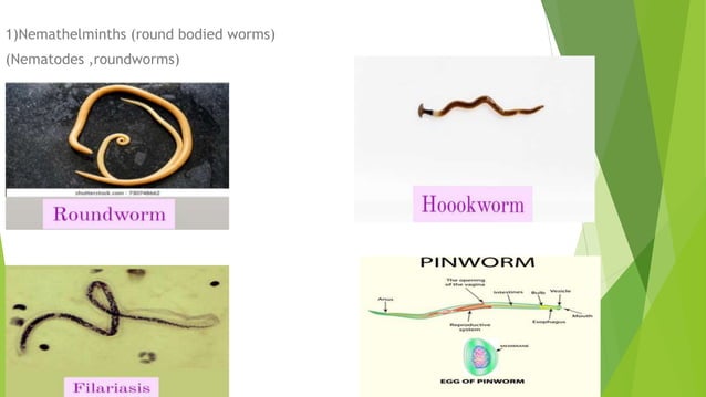 Helminthiasis | PPTX | Digestive Disorders | Diseases and Conditions