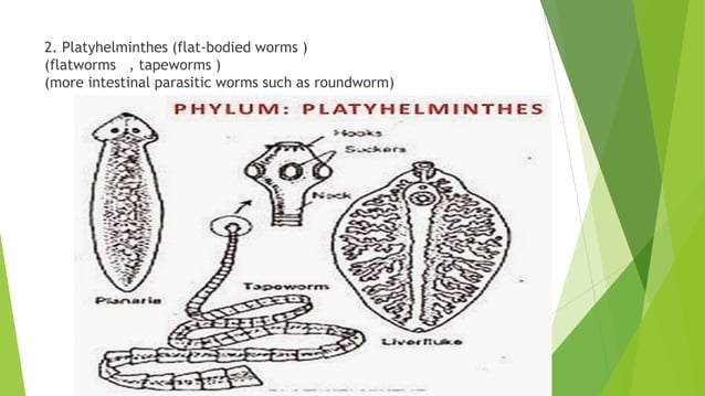 Helminthiasis | PPTX | Digestive Disorders | Diseases and Conditions
