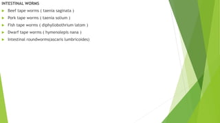 Helminthiasis | PPTX