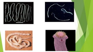 Helminthiasis | PPTX