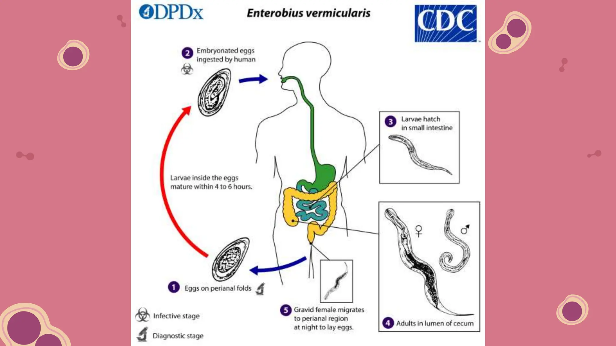 Helminthiasis or Worm infestation in Children for Nursing students | PPTX