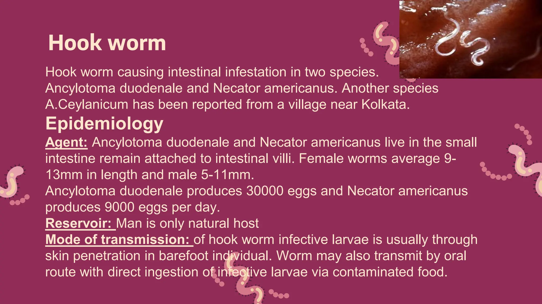 Helminthiasis or Worm infestation in Children for Nursing students | PPTX