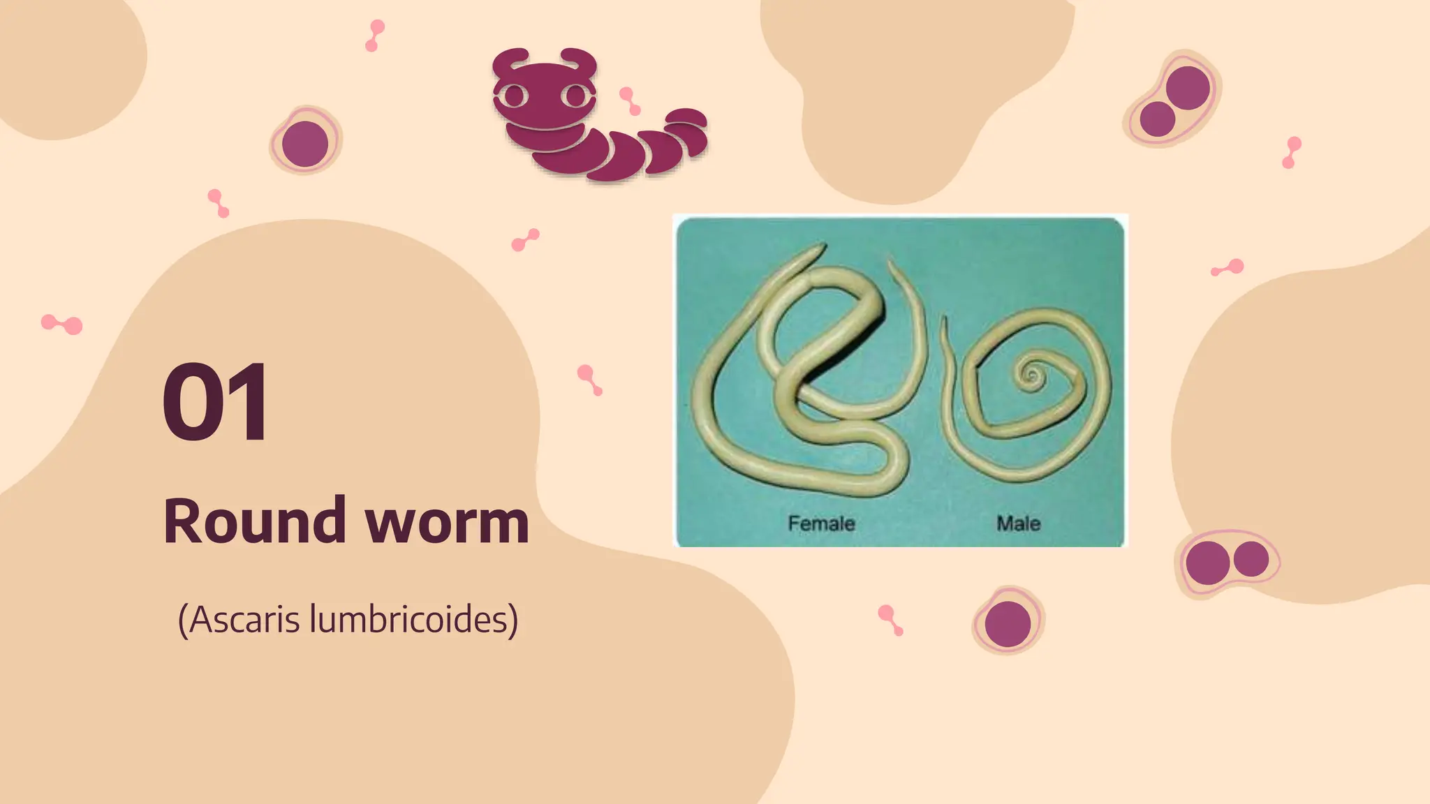 Helminthiasis or Worm infestation in Children for Nursing students | PPTX