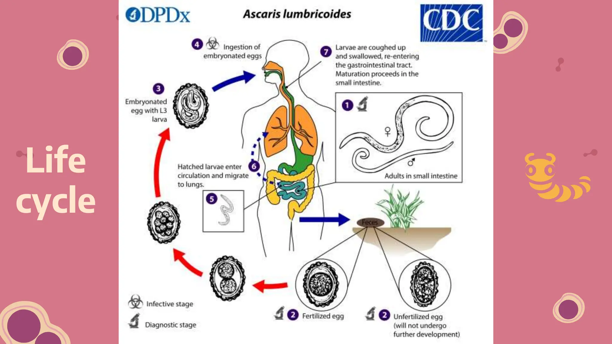 Helminthiasis or Worm infestation in Children for Nursing students | PPTX