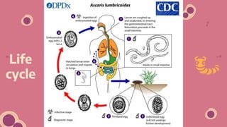 Helminthiasis or Worm infestation in Children for Nursing students | PPTX