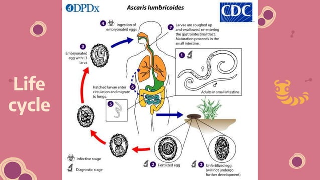 Helminthiasis or Worm infestation in Children for Nursing students | PPTX