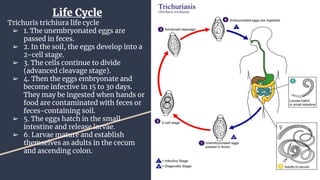 Helminthiasis- Trichuriasis | PPT