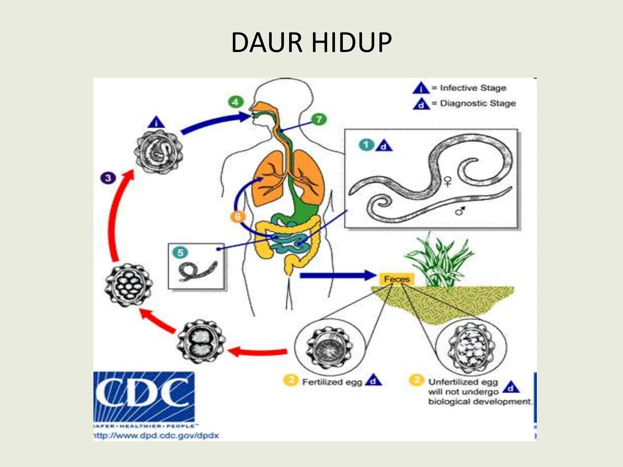 Helminthiasis I Ascariasis & Trichuriasis.pptx