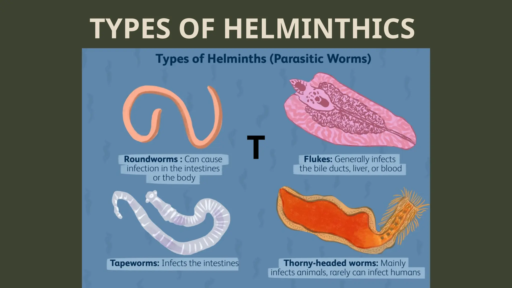 HELMINTHIC DISEASES - MRS. EMY/PPT -WORM | PPT