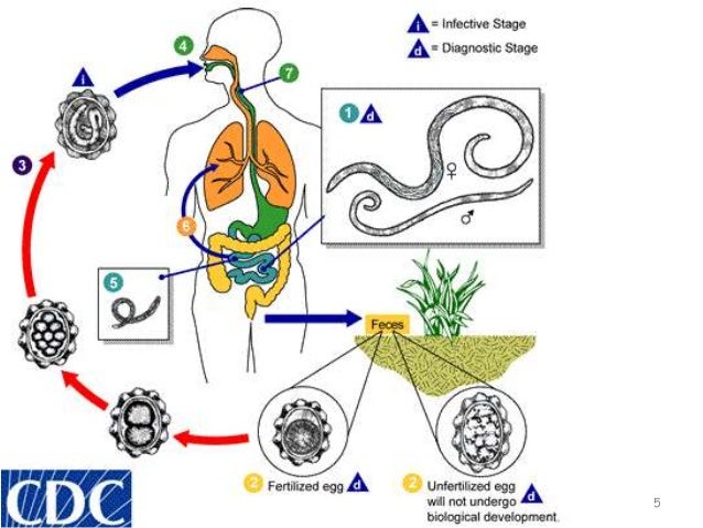 Helminthic infections