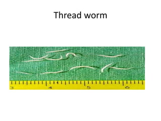 Helminthic infections in pediatrics | PPTX