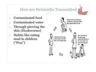Helminthic infections in pediatrics | PPTX