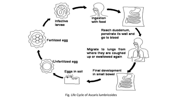 helminthic infections life cycle. pptx.. | PPTX