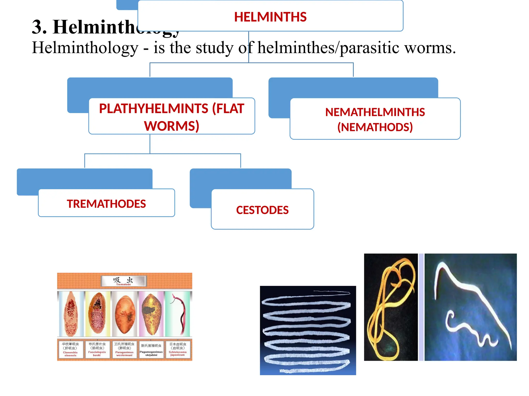 Helminthology.pptx for presentation.pptx