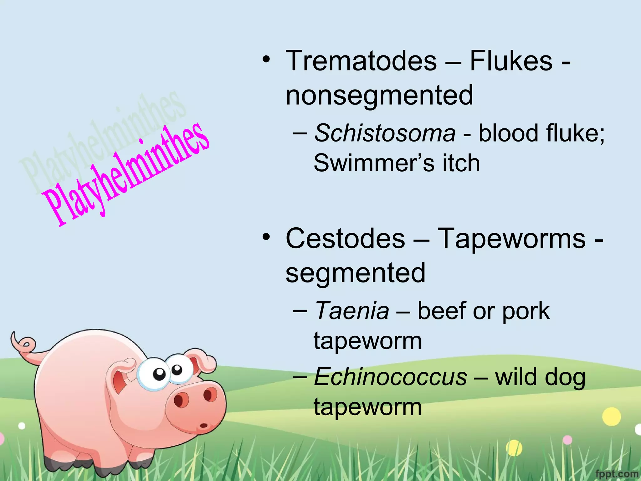 Helminths | PPT