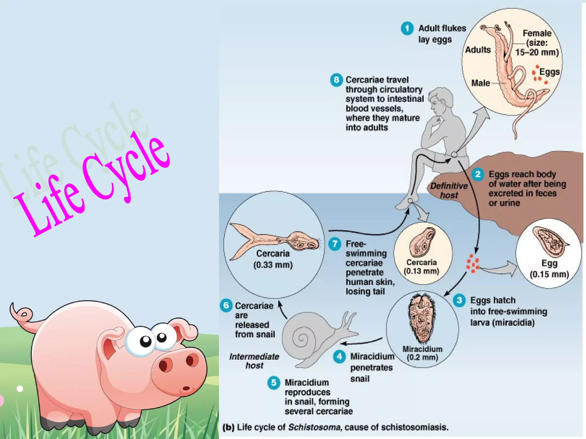 Helminths | PPT