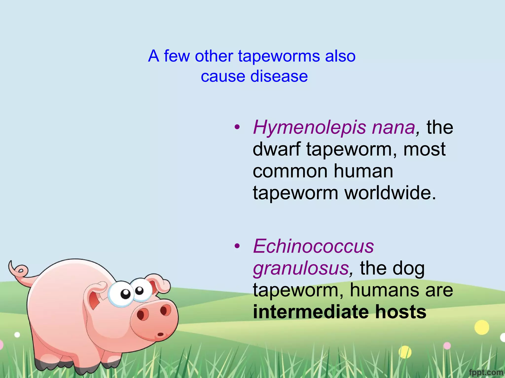 Helminths | PPT