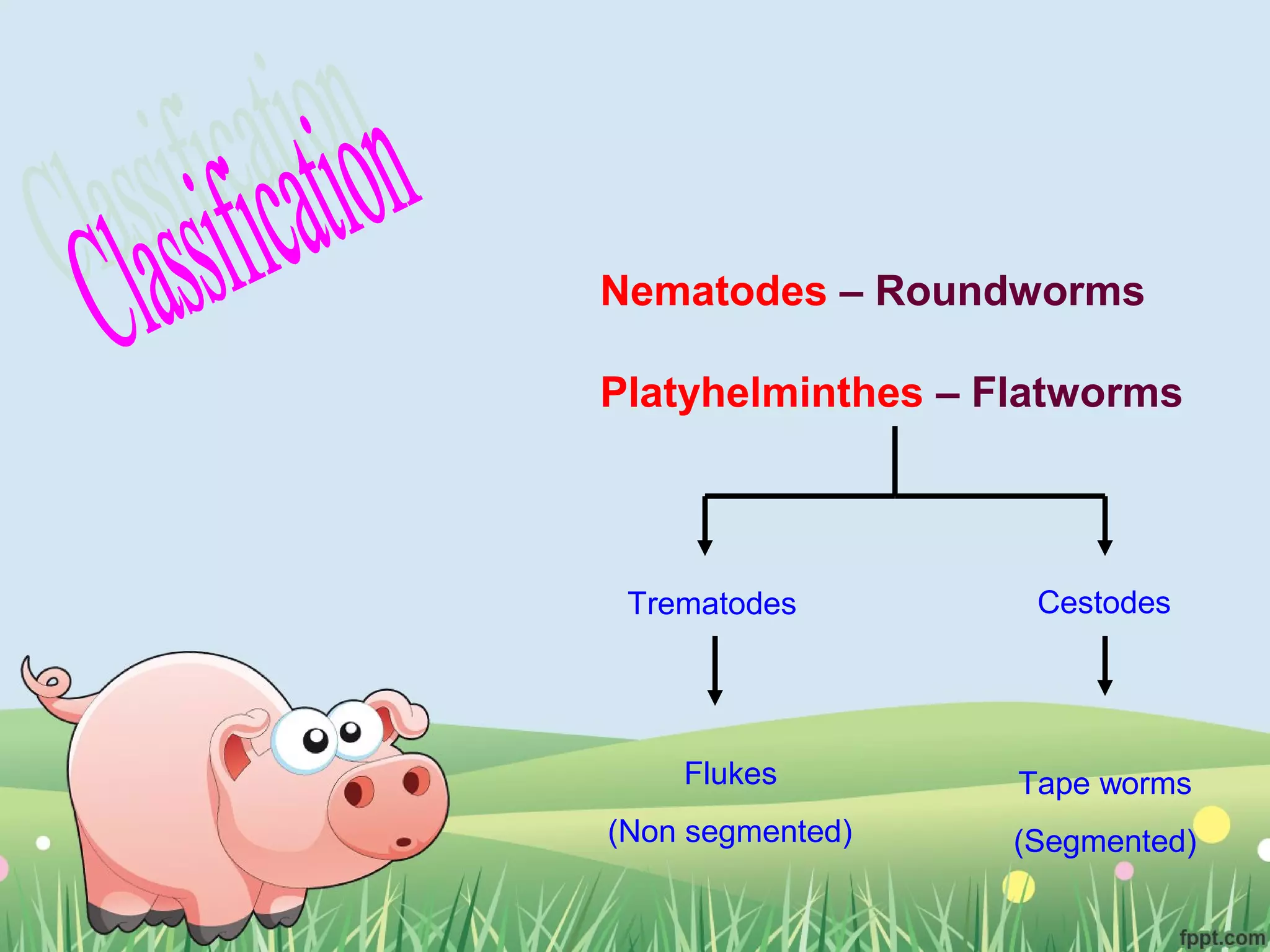 Helminths | PPT