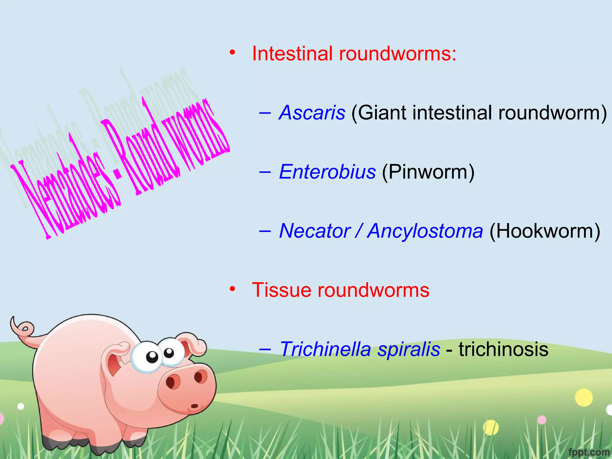 Helminths | PPT