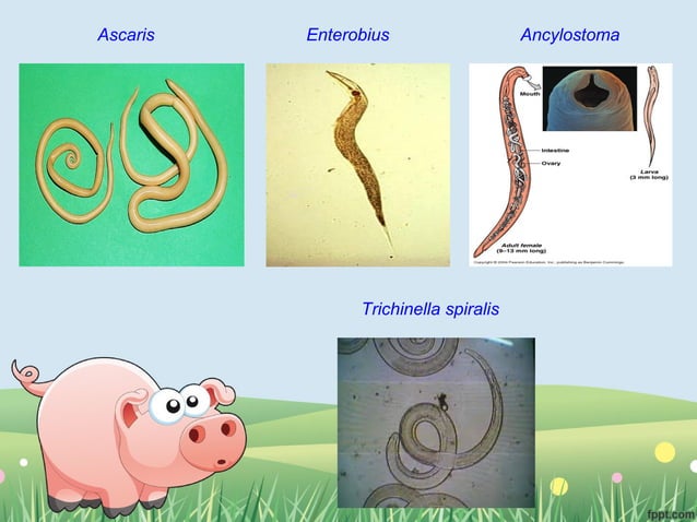 Helminths | PPT