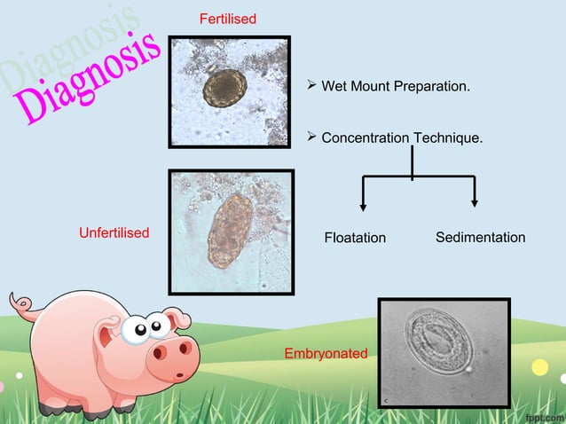 Helminths | PPT