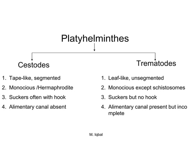 HELMINTHS lecture-1.pptx | Infectious Diseases | Diseases and Conditions