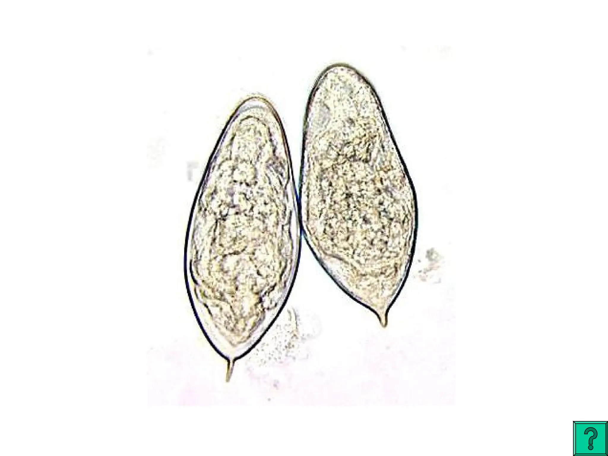 These are helminth slides for practical learning purpose | PPT