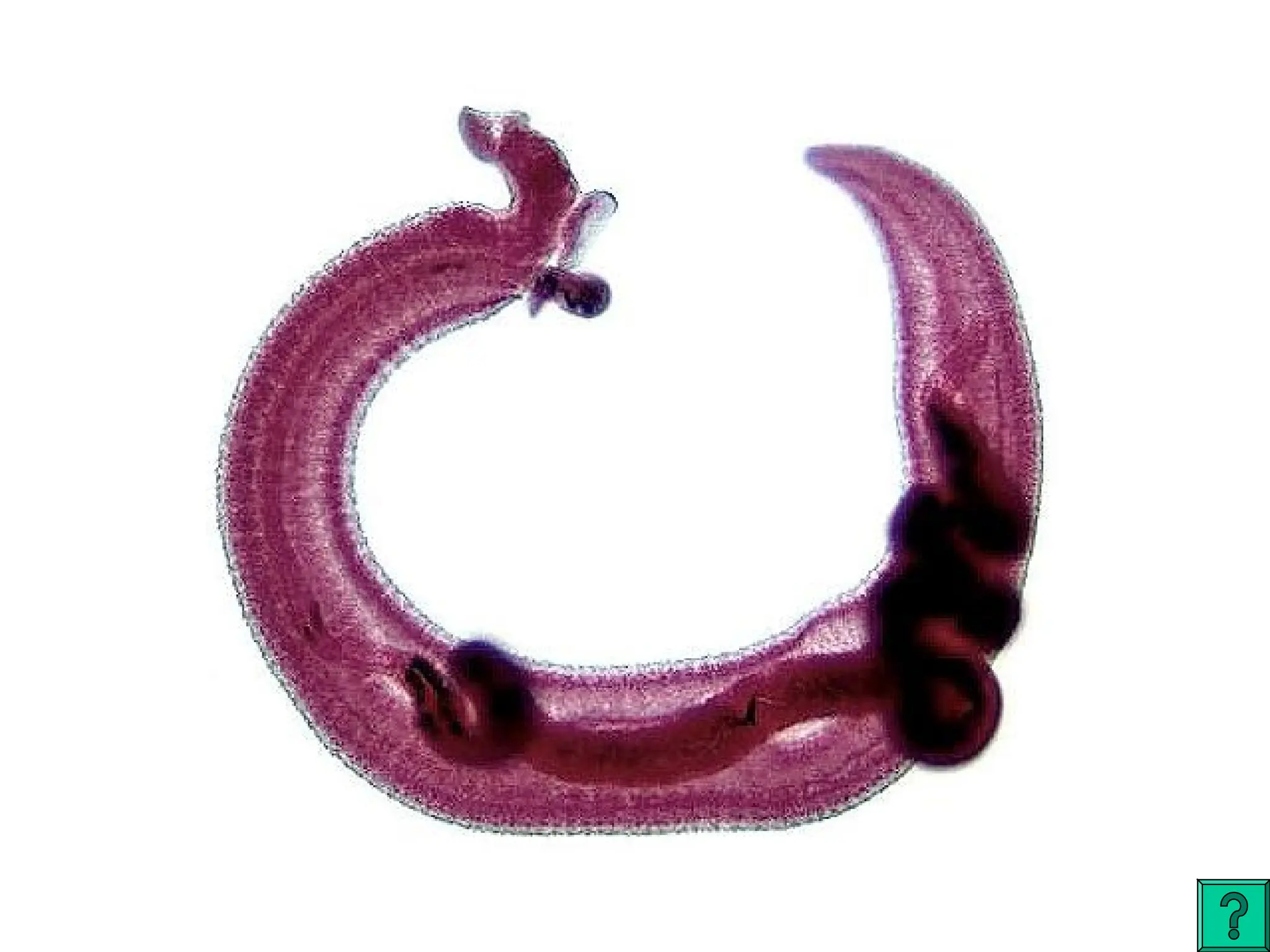 These are helminth slides for practical learning purpose | PPT