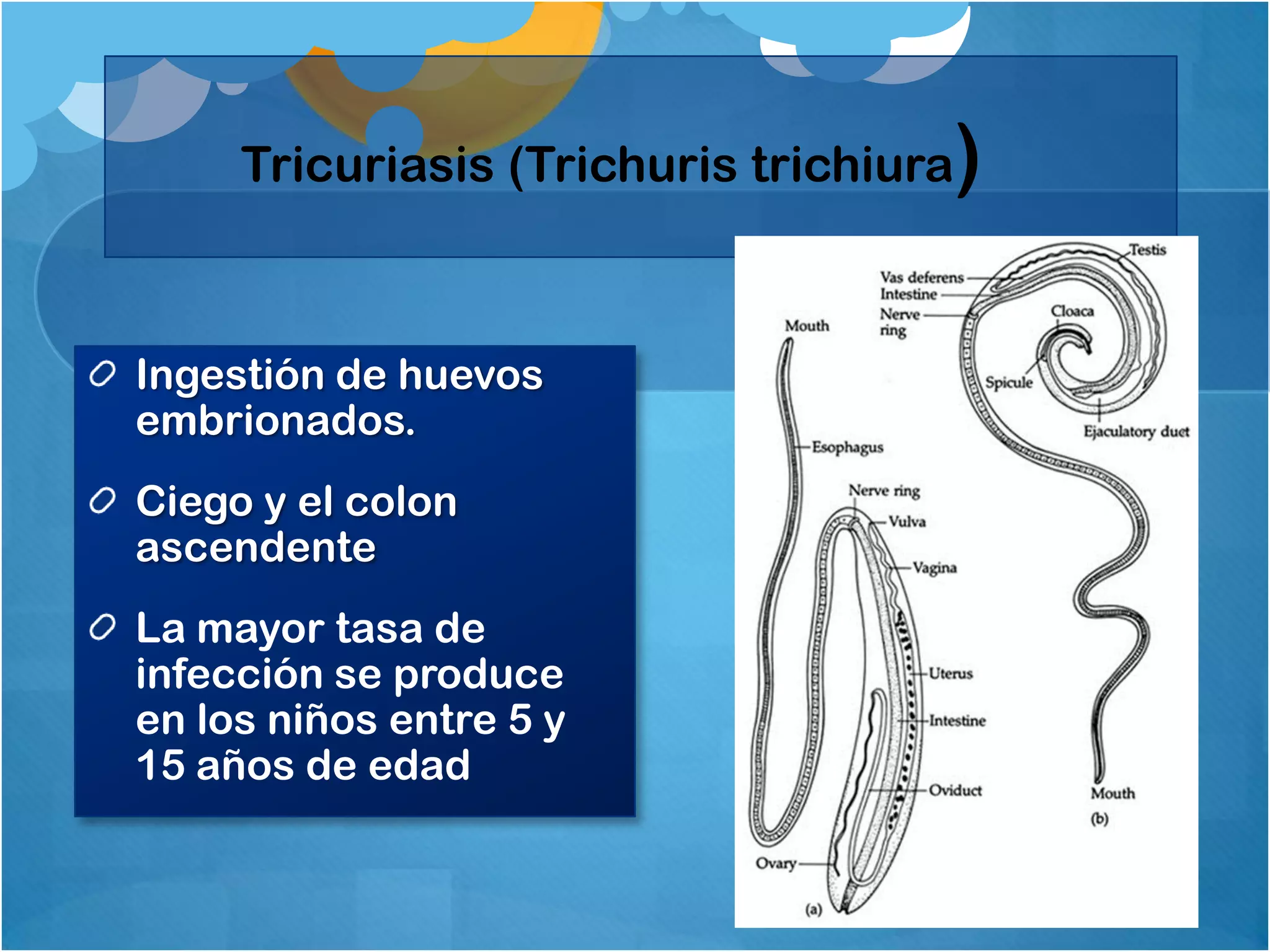 parasitosis tratamientos helmintiasis y protozoos | PPT
