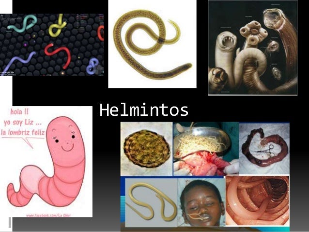 Helmintos