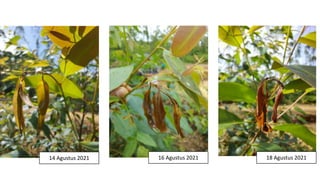 Helopeltis_C138.pptx