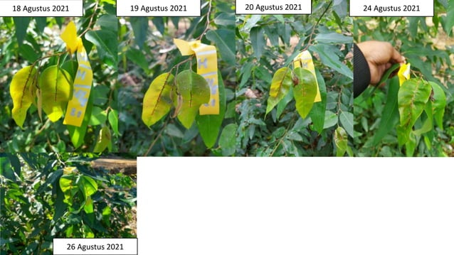 Helopeltis_C138.pptx