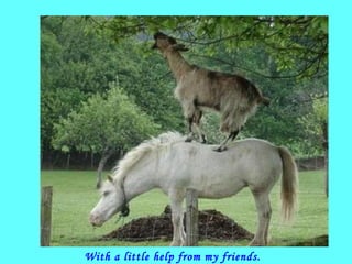 Help (cute animals) | PPT