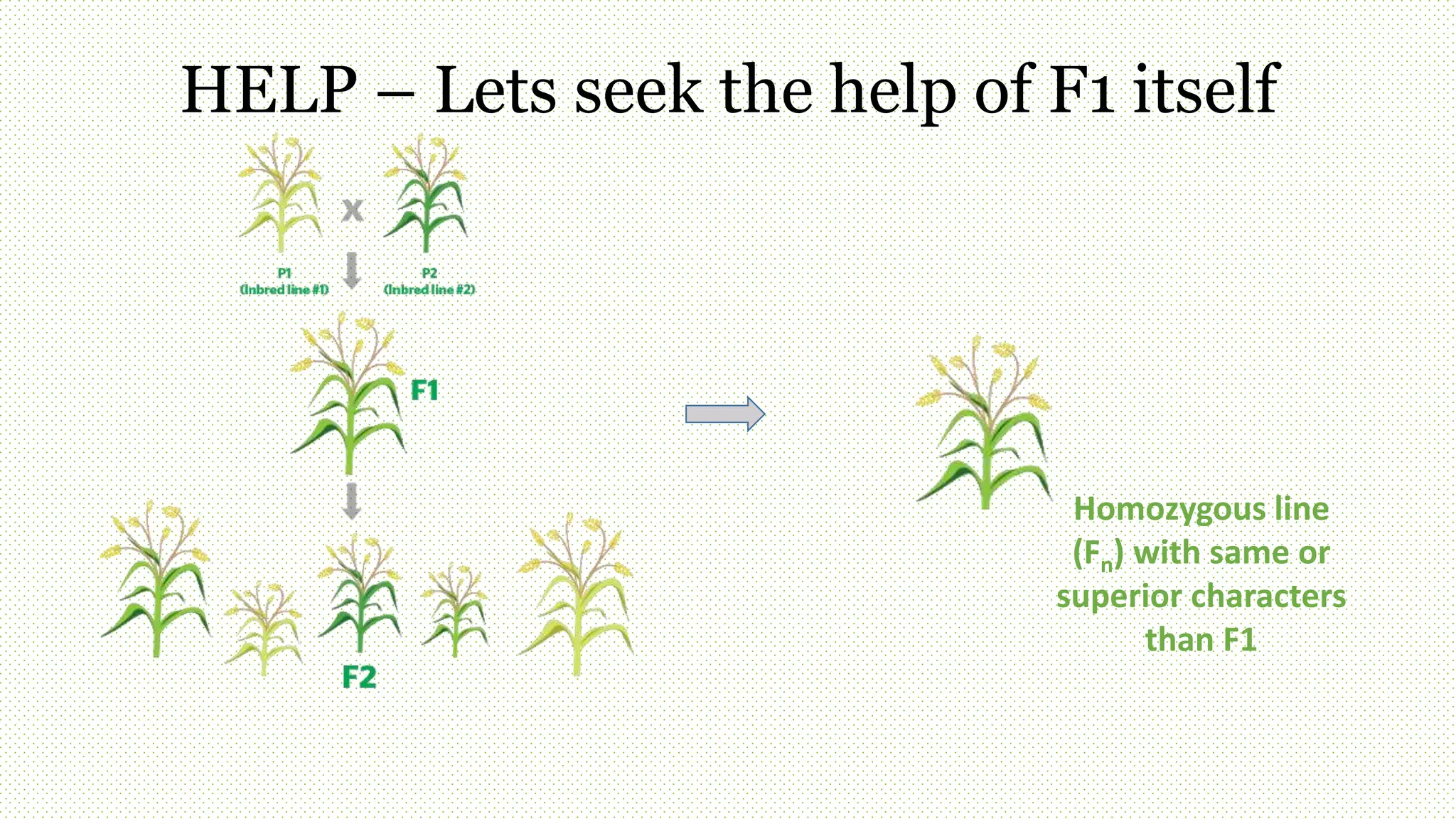 Cross the Best with the Best, and Select the Best: HELP in Breeding ...