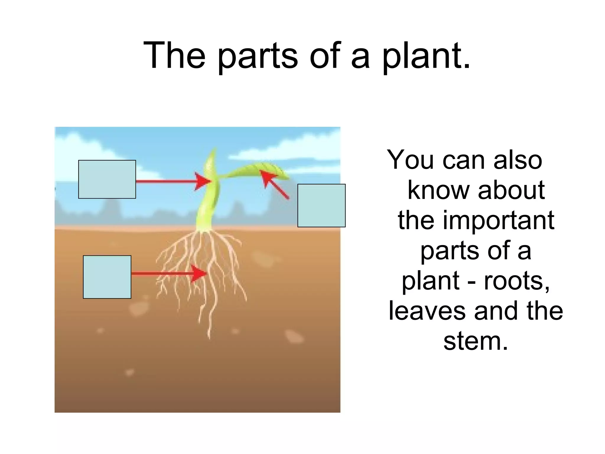 Helping plants grow well | PPT