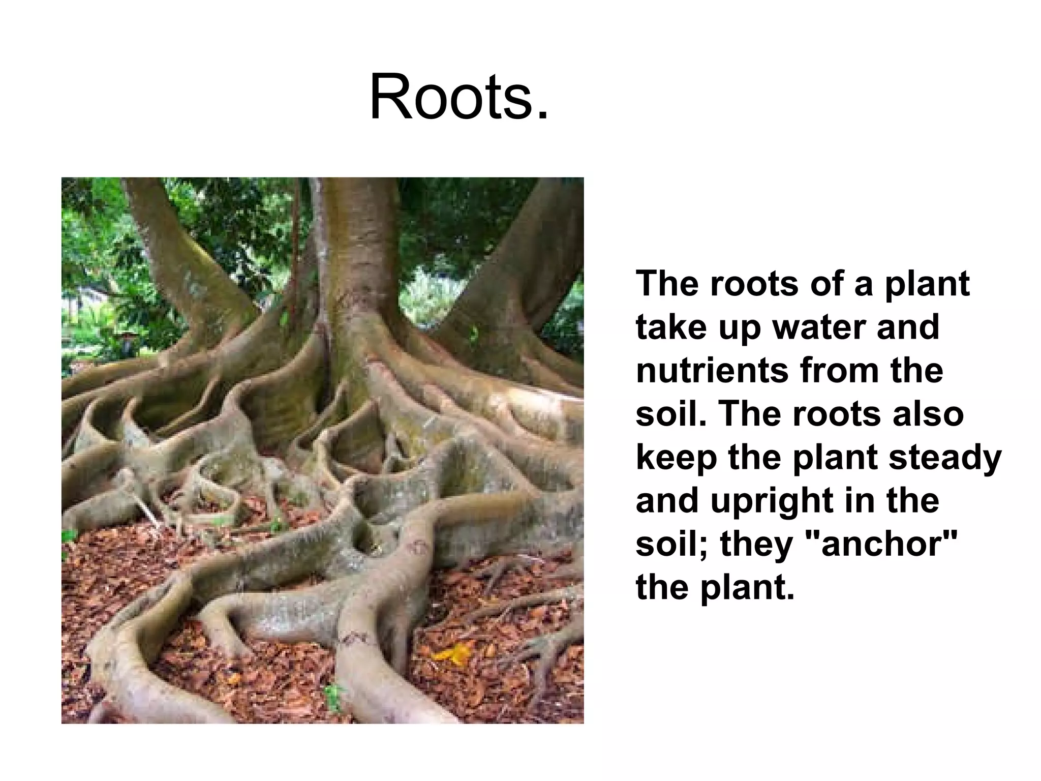 Helping plants grow well | PPT
