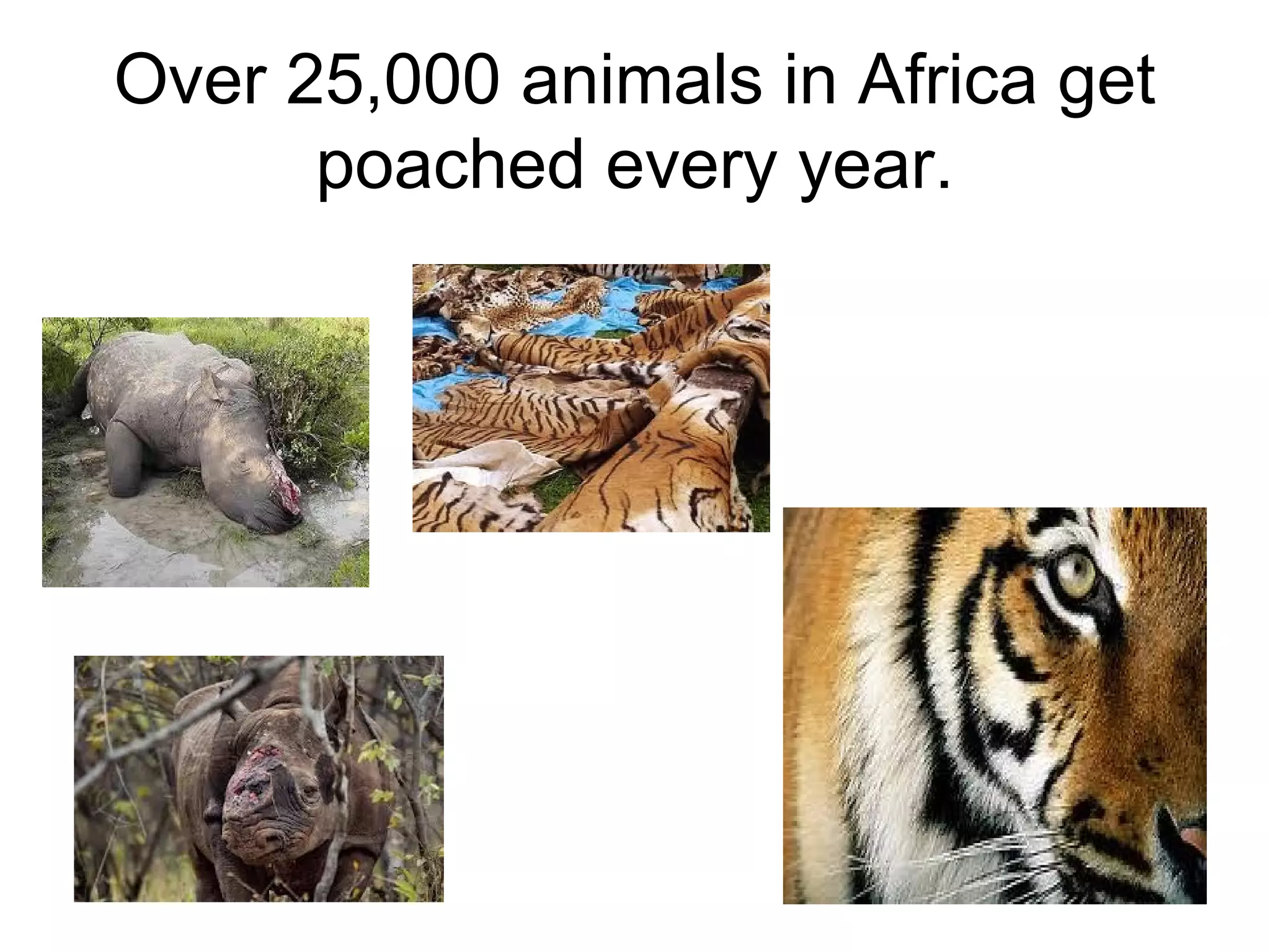 Help prevent poaching by Zack | PPT
