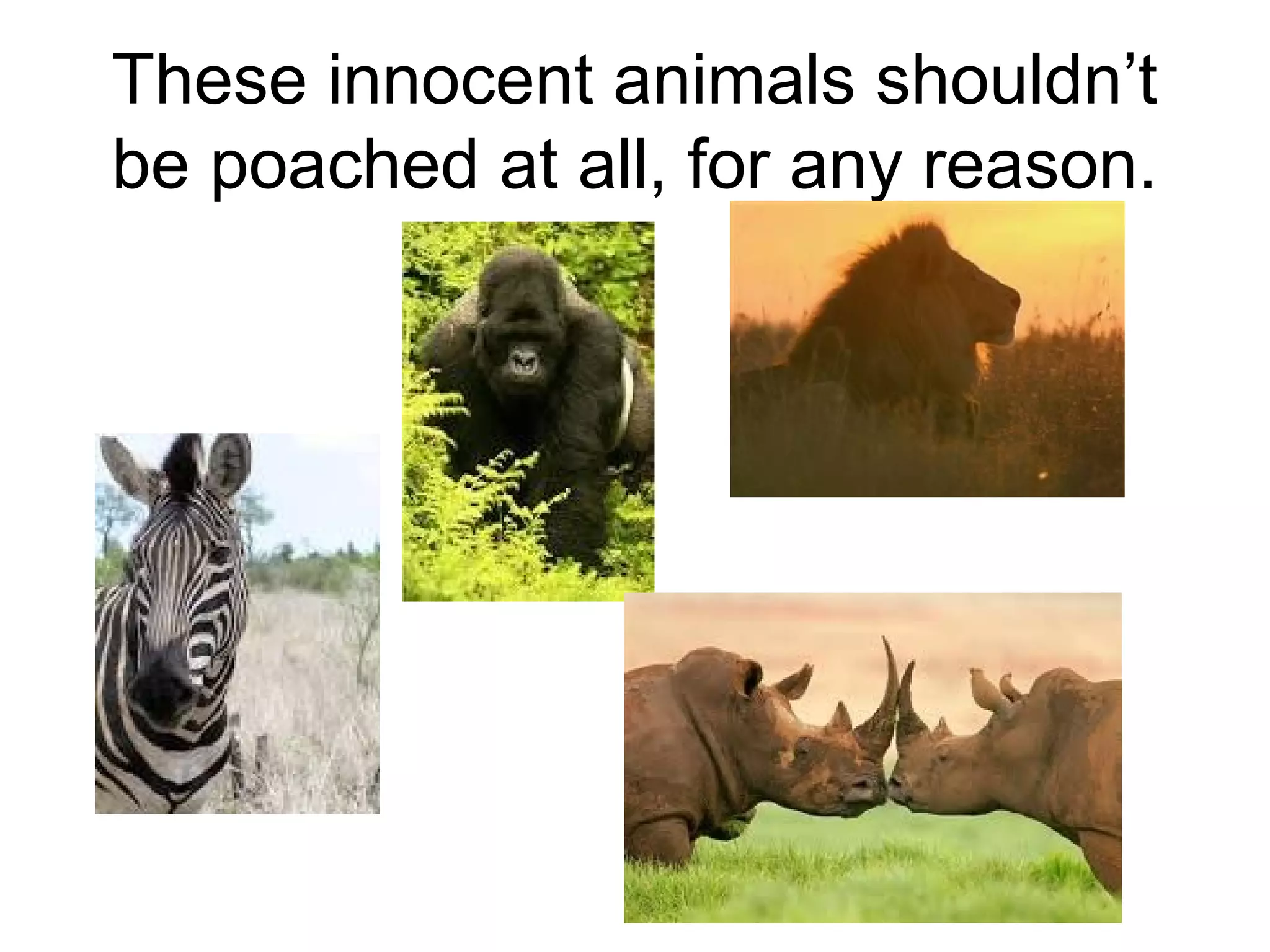 Help prevent poaching by Zack | PPT