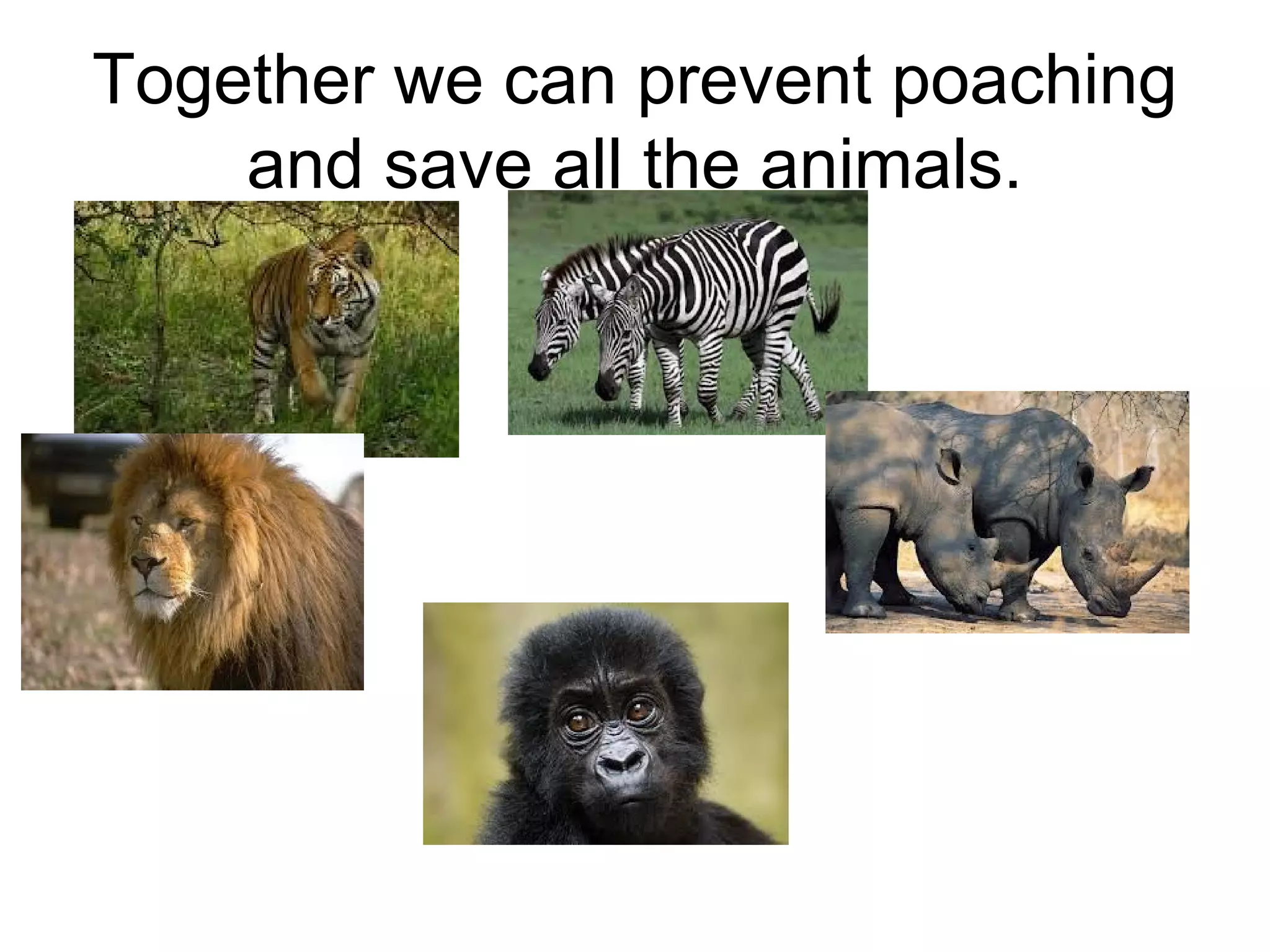 Help prevent poaching by Zack | PPT