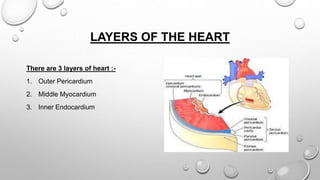 Physiology Of the Heart | PPTX