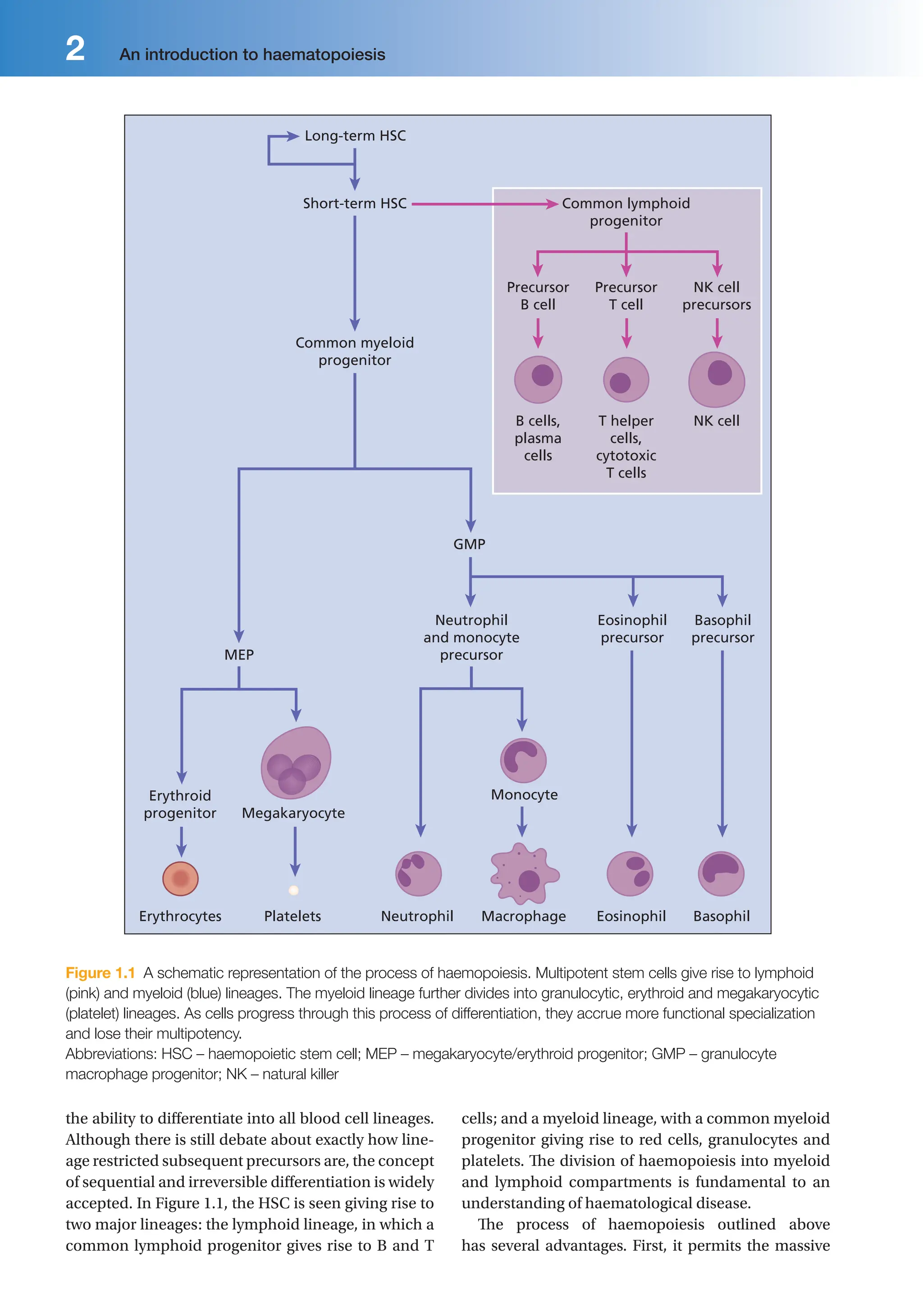 hematology lecture for medical techno;ogy | PDF