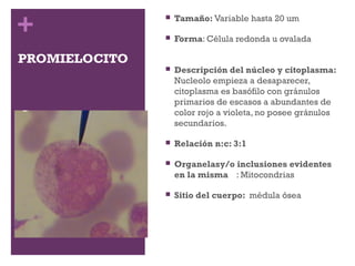 Fichero Hematología/ células sanguineas | PPT
