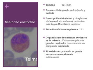 Fichero Hematología/ células sanguineas | PPT