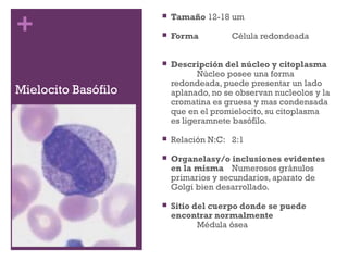 Fichero Hematología/ células sanguineas | PPT