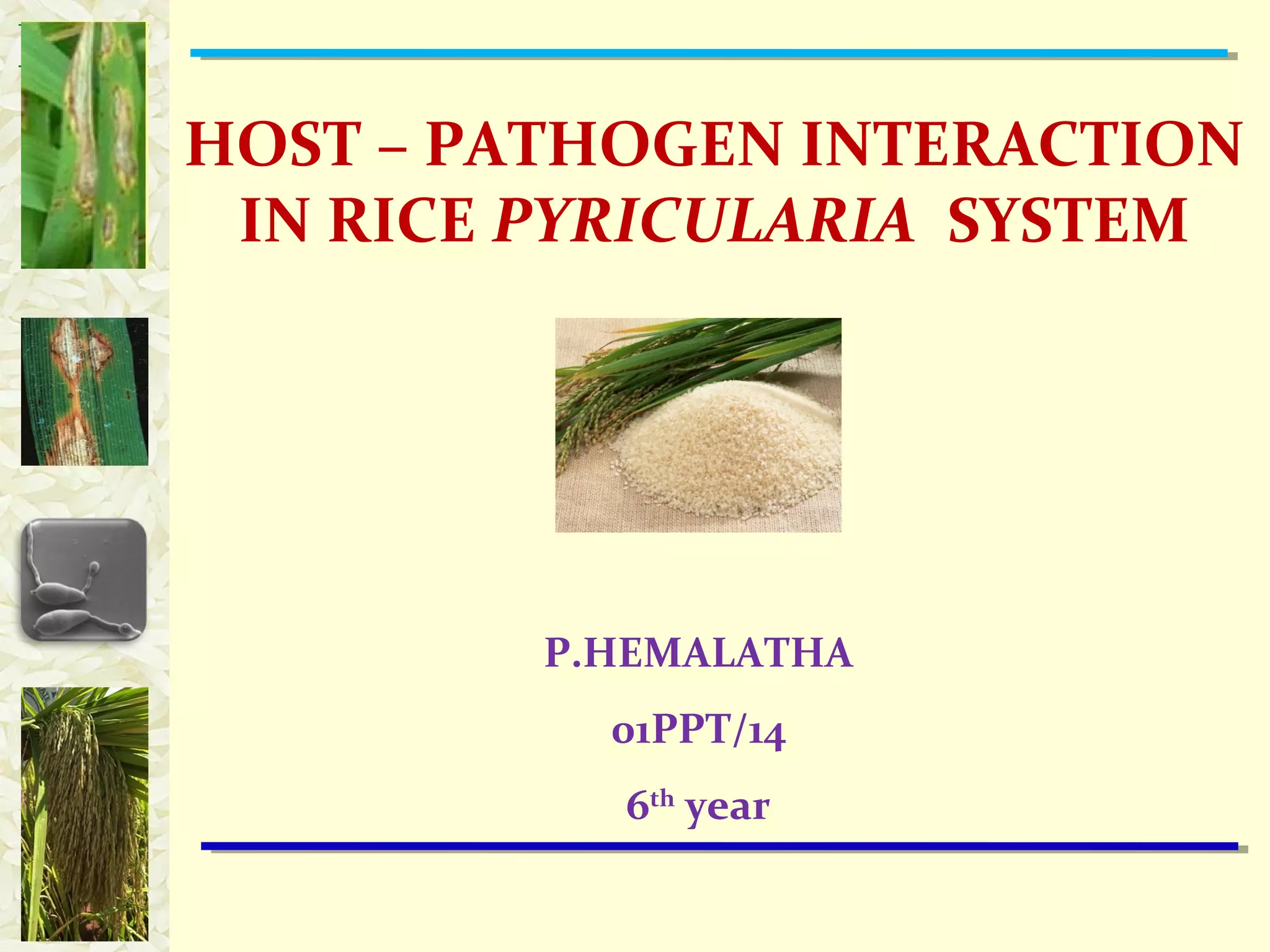 host-pathogen interaction in paddy blast | PPT