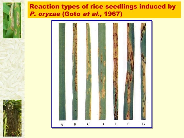 host-pathogen interaction in paddy blast | PPT